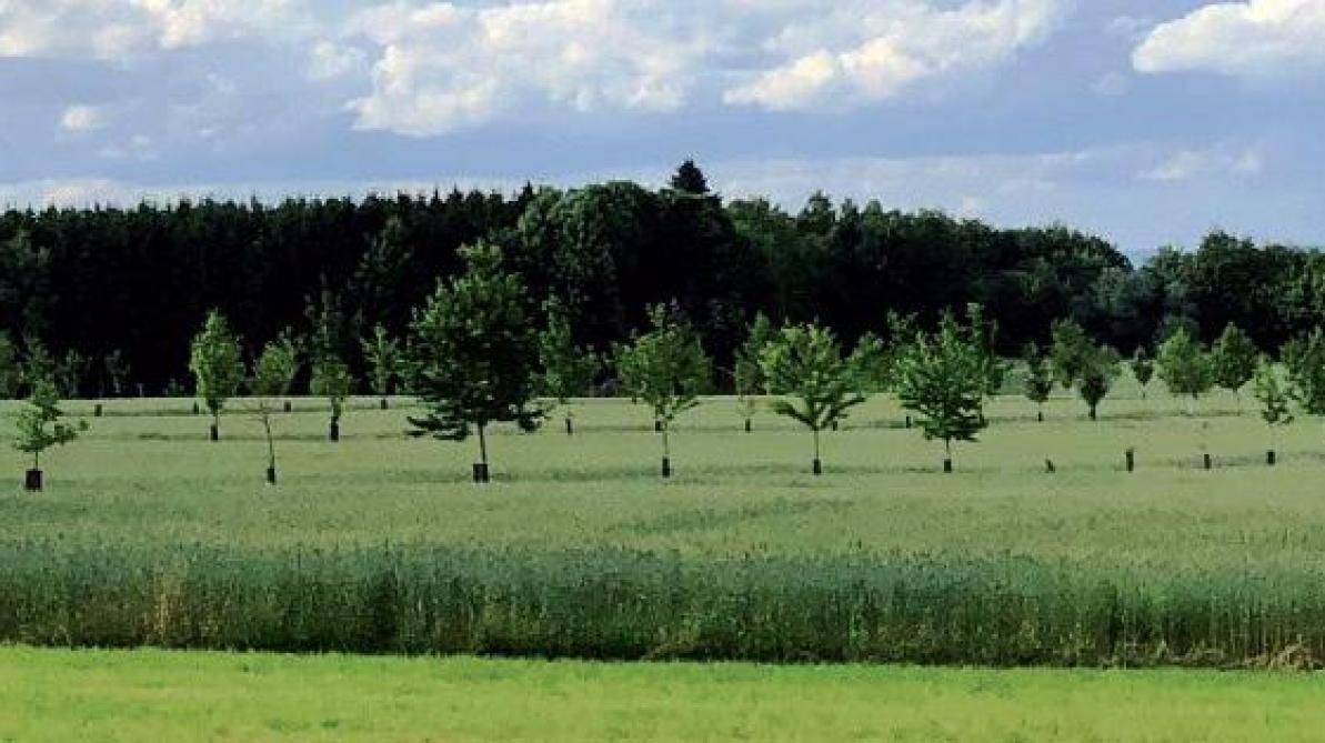 Guide technique de l’agroforesterie: préparer, installer, entretenir et ...