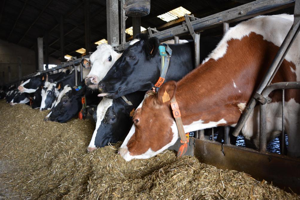 Maïs fourrage en Basse et Moyenne Belgique: les variétés confirmées… et ...