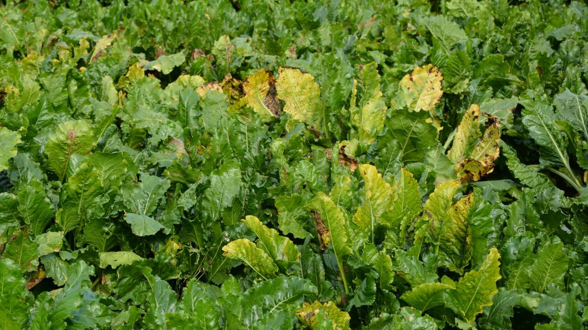 Huit nouvelles variétés de betterave sucrière inscrites au catalogue ...