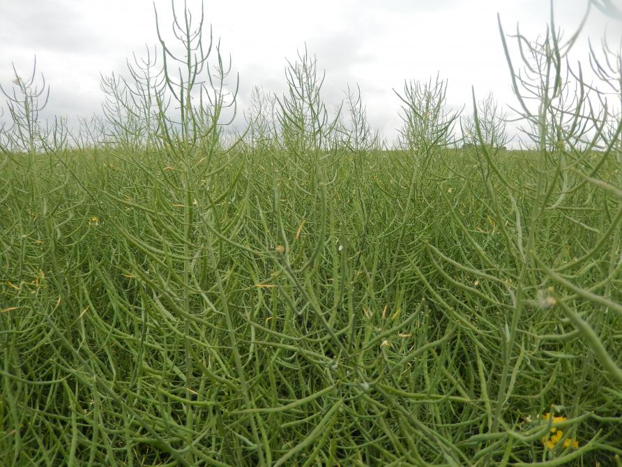 Colza d’hiver: fin de floraison! - SillonBelge.be