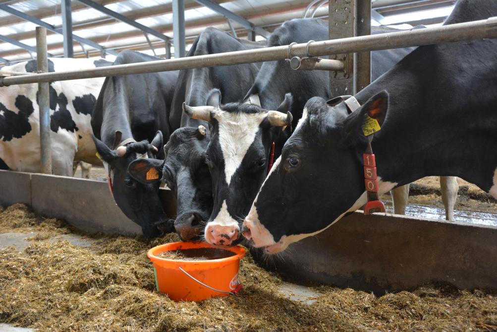 La fin de l’élevage en Wallonie - SillonBelge.be