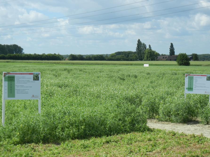 Chez Lemaire Deffontaines: trois nouveautés pour booster la culture de ...