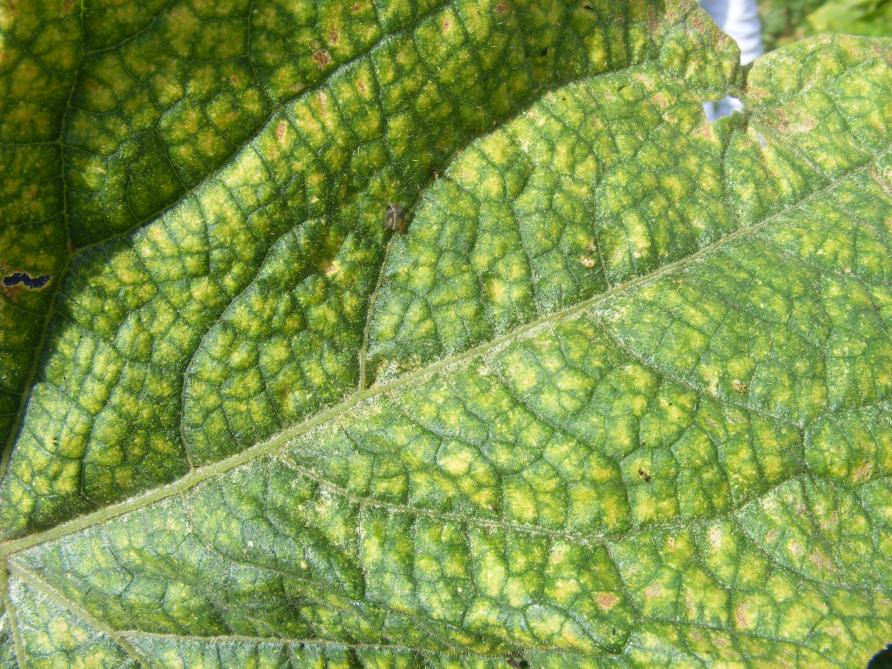 Acariens tétranyques: des attaques plus ou moins fréquentes en serres ...