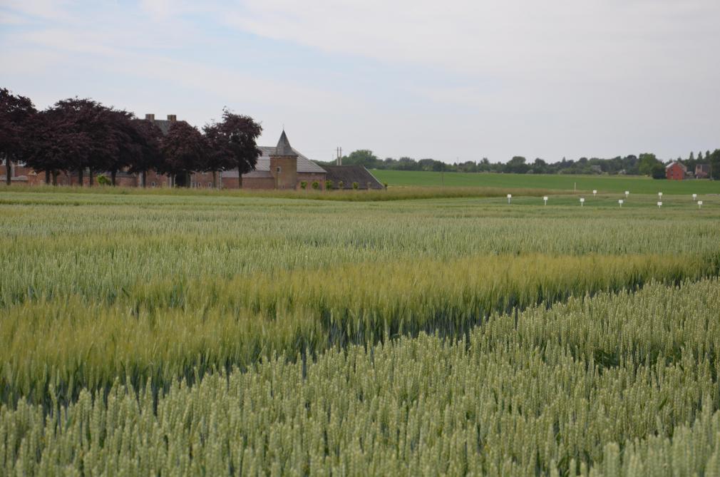 41 variétés de froment d’hiver en Wallonie: coup d’œil sur les ...