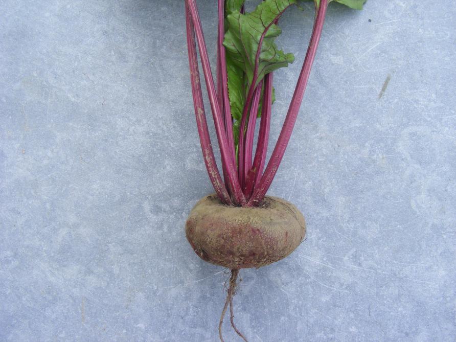 Semée sur place, la betterave potagère a peu souffert du manque d’eau ...