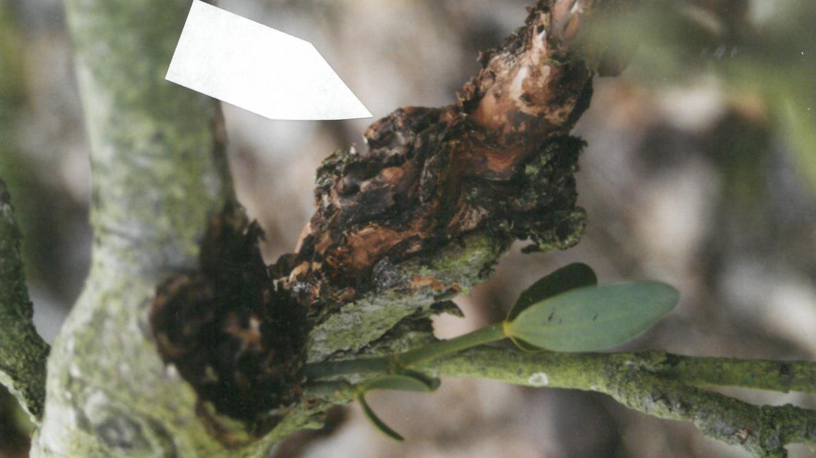 Les chancres des arbres fruitiers: de multiples causes… et conséquences ...