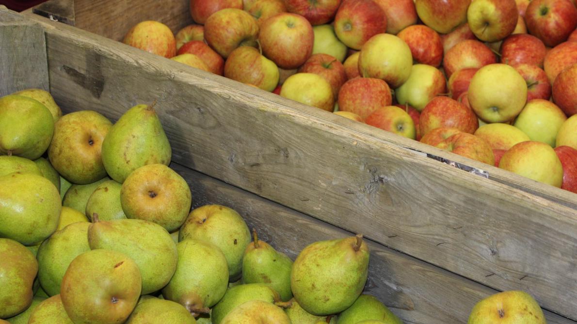 Lait, fruits et légumes à l’école: un programme efficace hors pandémie ...
