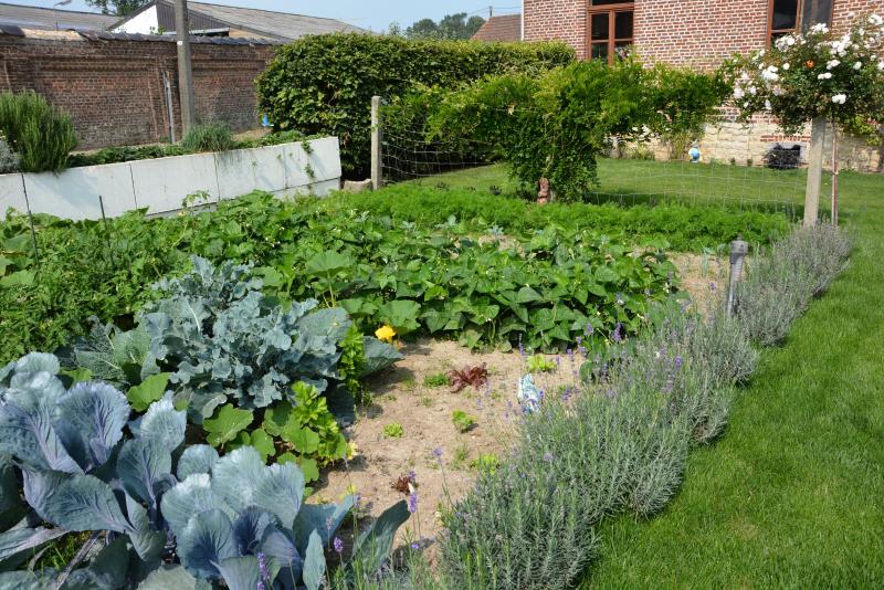 Le chou-rave, un légume facile à cultiver… à condition de l’accompagner ...