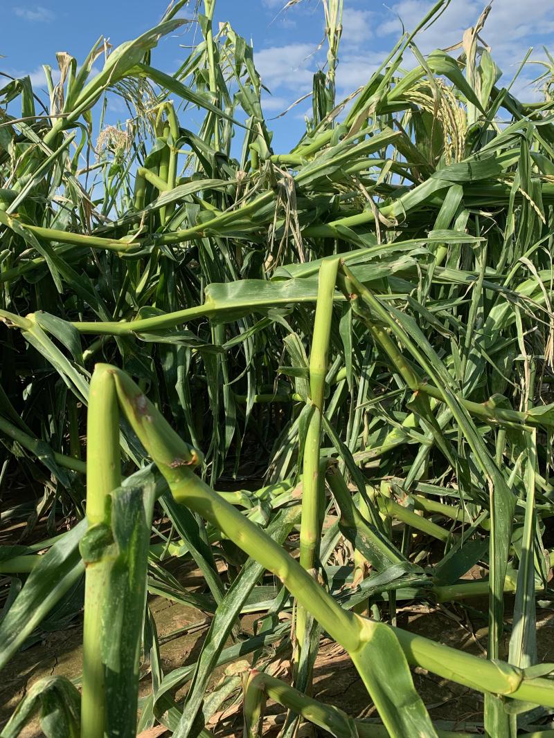 Le maïs fourrage très précoce à tardif en Basse et Moyenne Belgique ...