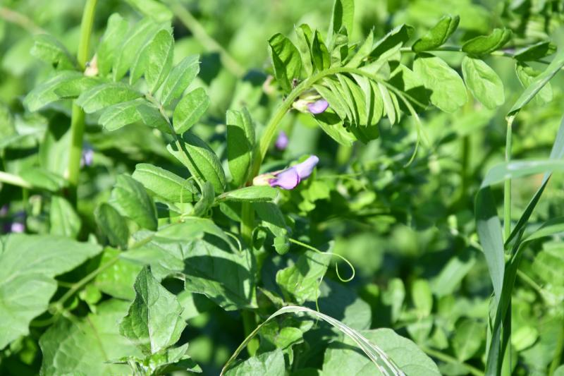 Cipan, SIE... les conseils de Protect’eau pour composer le couvert ...
