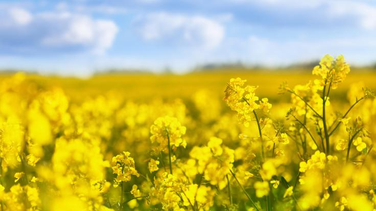 Un nouveau test pour détecter du colza OGM canadien - SillonBelge.be