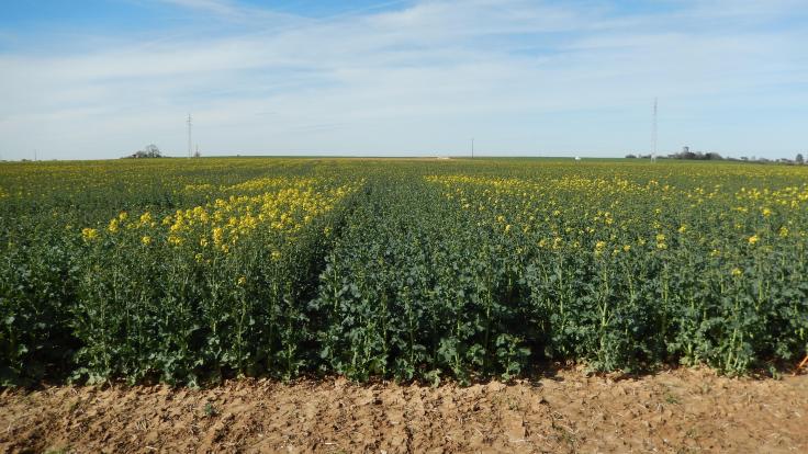 Colza d’hiver: la floraison débute sous le soleil - SillonBelge.be
