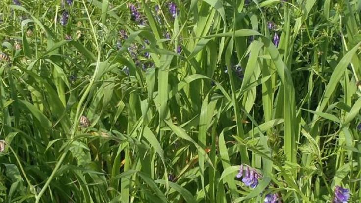 CIPAN: un bon niveau de qualité fourragère si les exigences des ...