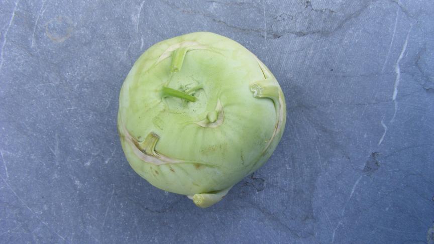 Le chou-rave, un légume facile à cultiver… à condition de l’accompagner ...