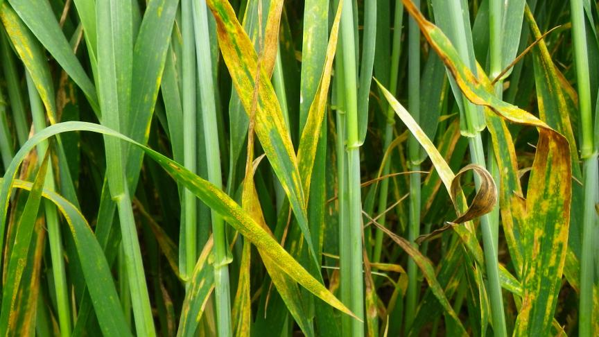 Cepicop – actualité – céréales: des foyers de rouille jaune ...